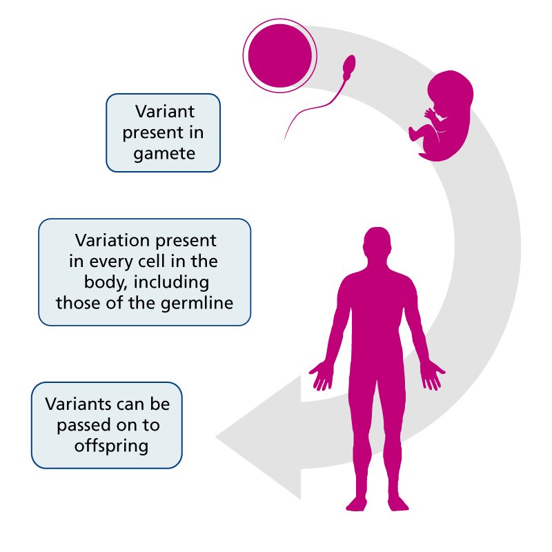 Constitutional Germline Vs Somatic Tumour Variants — Knowledge Hub