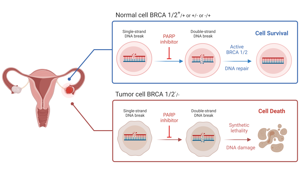 PARP inhibitors — Knowledge Hub