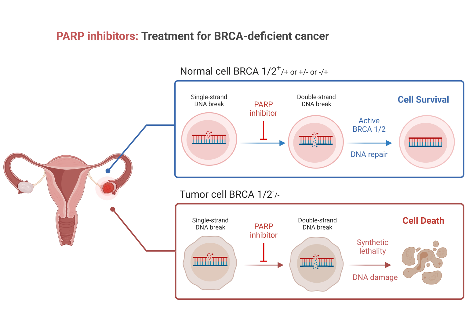 PARP inhibitors — Knowledge Hub