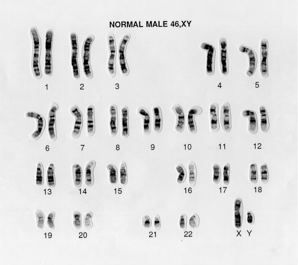 Karyotype — Knowledge Hub