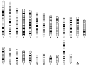 Karyotype — Knowledge Hub