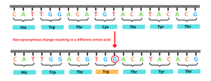 Single nucleotide variants — Knowledge Hub