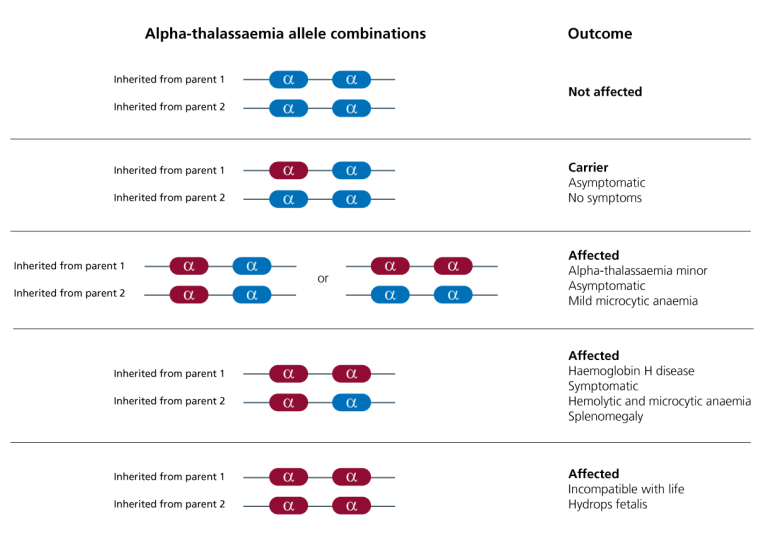 Thalassaemia — Knowledge Hub