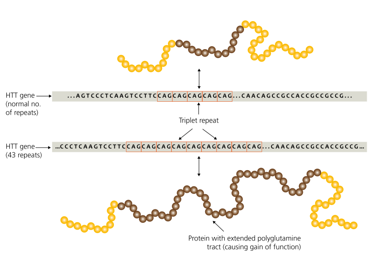 Repeat expansion disorders — Knowledge Hub