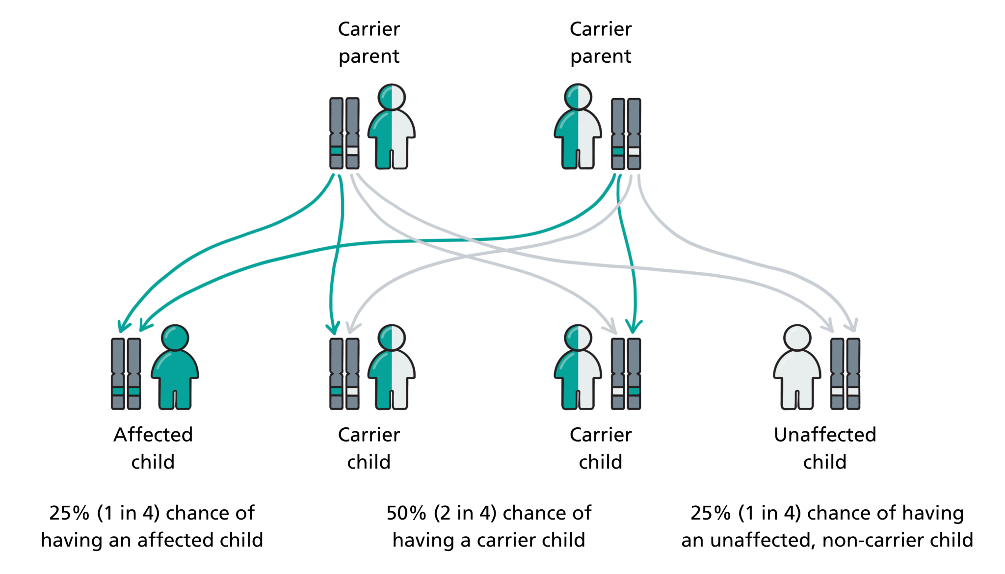 Visual communication aid: Autosomal recessive inheritance — Knowledge Hub