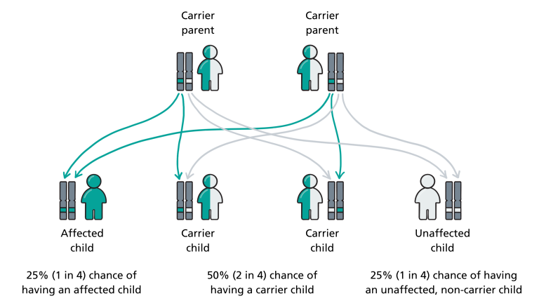 Visual communication aid: Autosomal recessive inheritance — Knowledge Hub