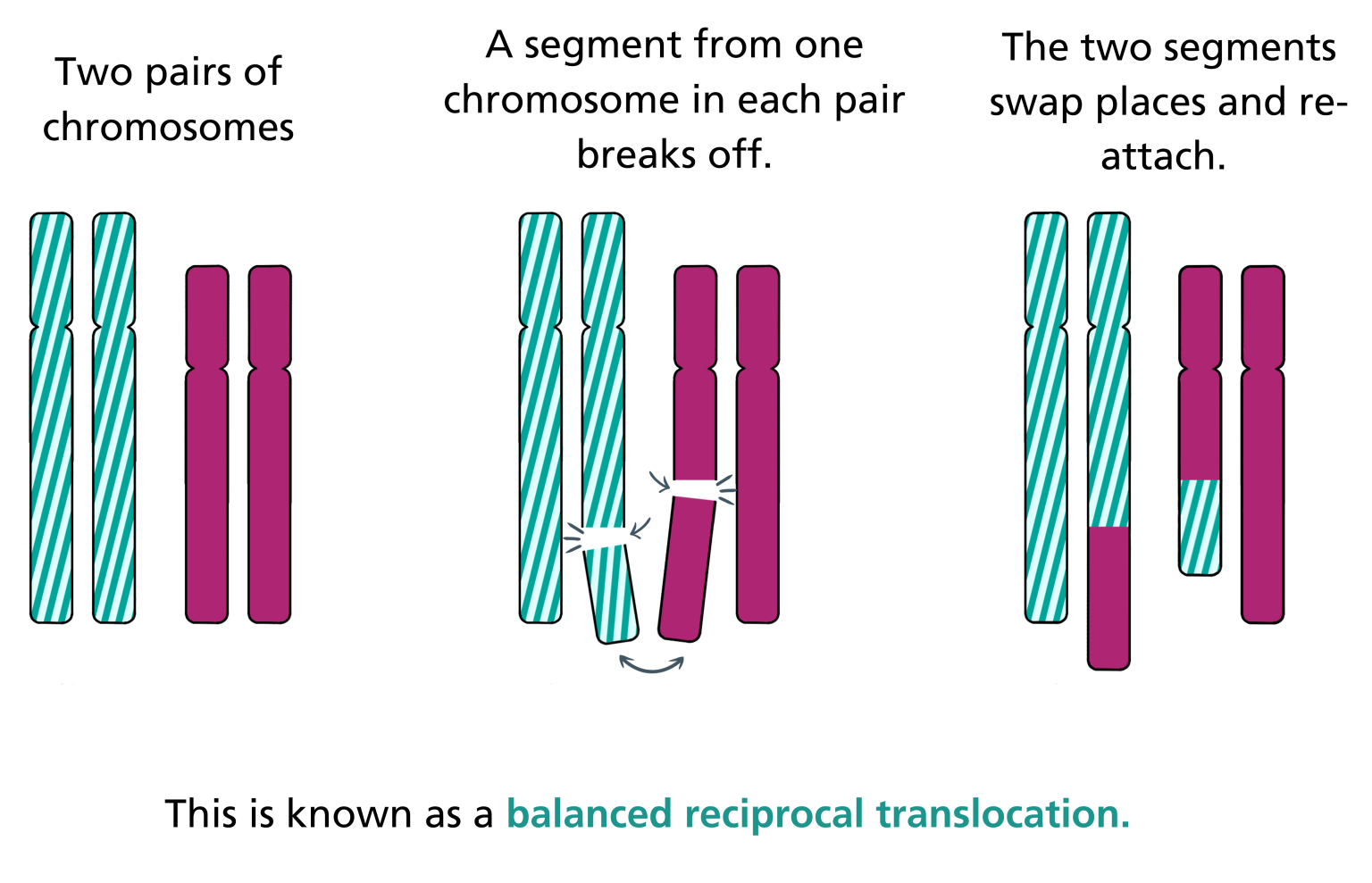 Visual communication aid: Reciprocal chromosome translocations — Knowledge Hub