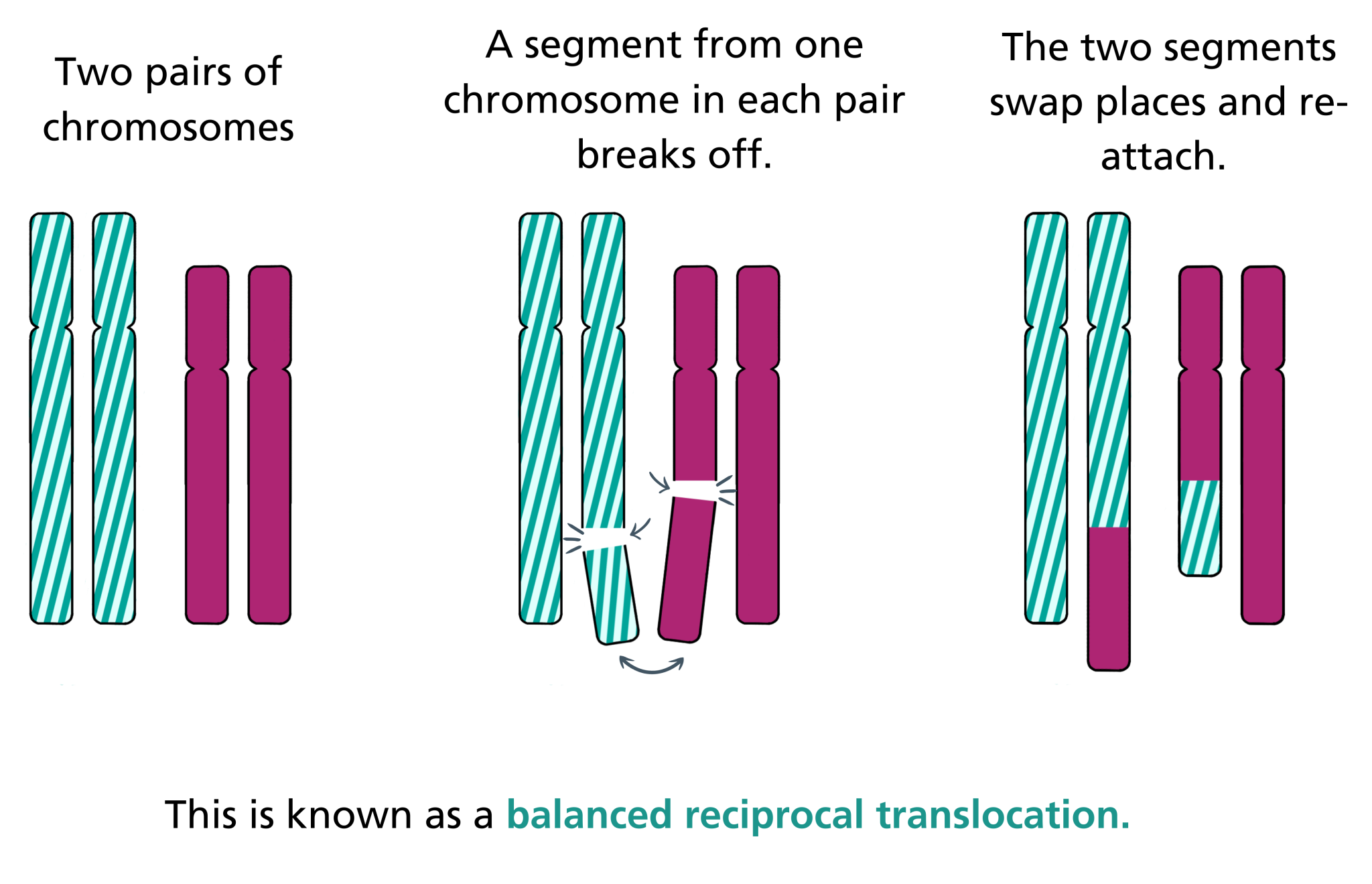 Visual communication aid: Reciprocal chromosome translocations ...
