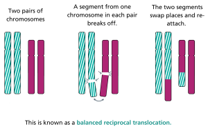 Visual communication aid: Reciprocal chromosome translocations ...