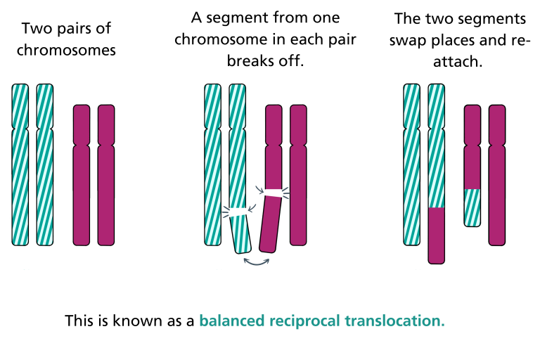 Visual communication aid: Reciprocal chromosome translocations ...
