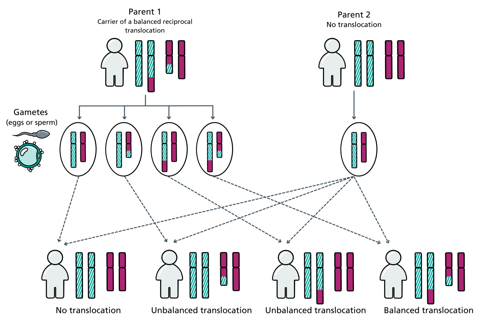 Visual communication aid: Reciprocal chromosome translocations — Knowledge Hub