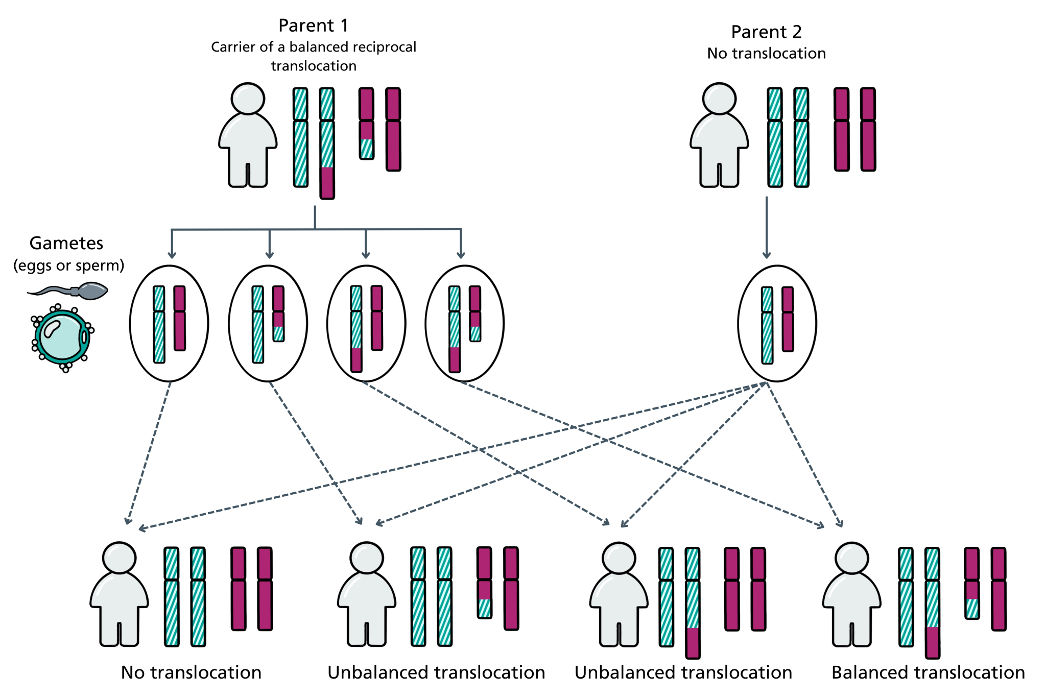 Visual communication aid: Reciprocal chromosome translocations ...