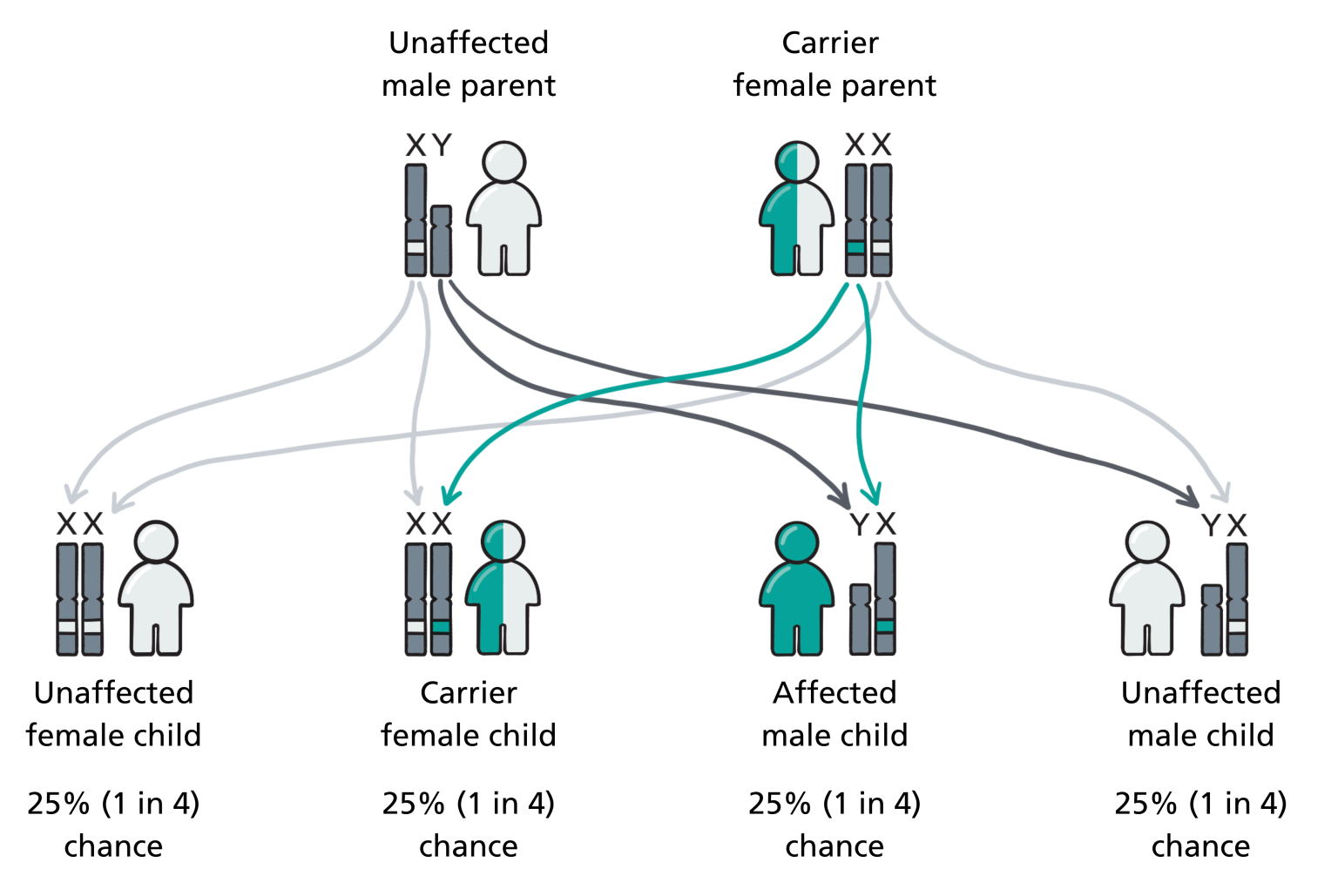 Visual communication aid: X-linked recessive inheritance — Knowledge Hub