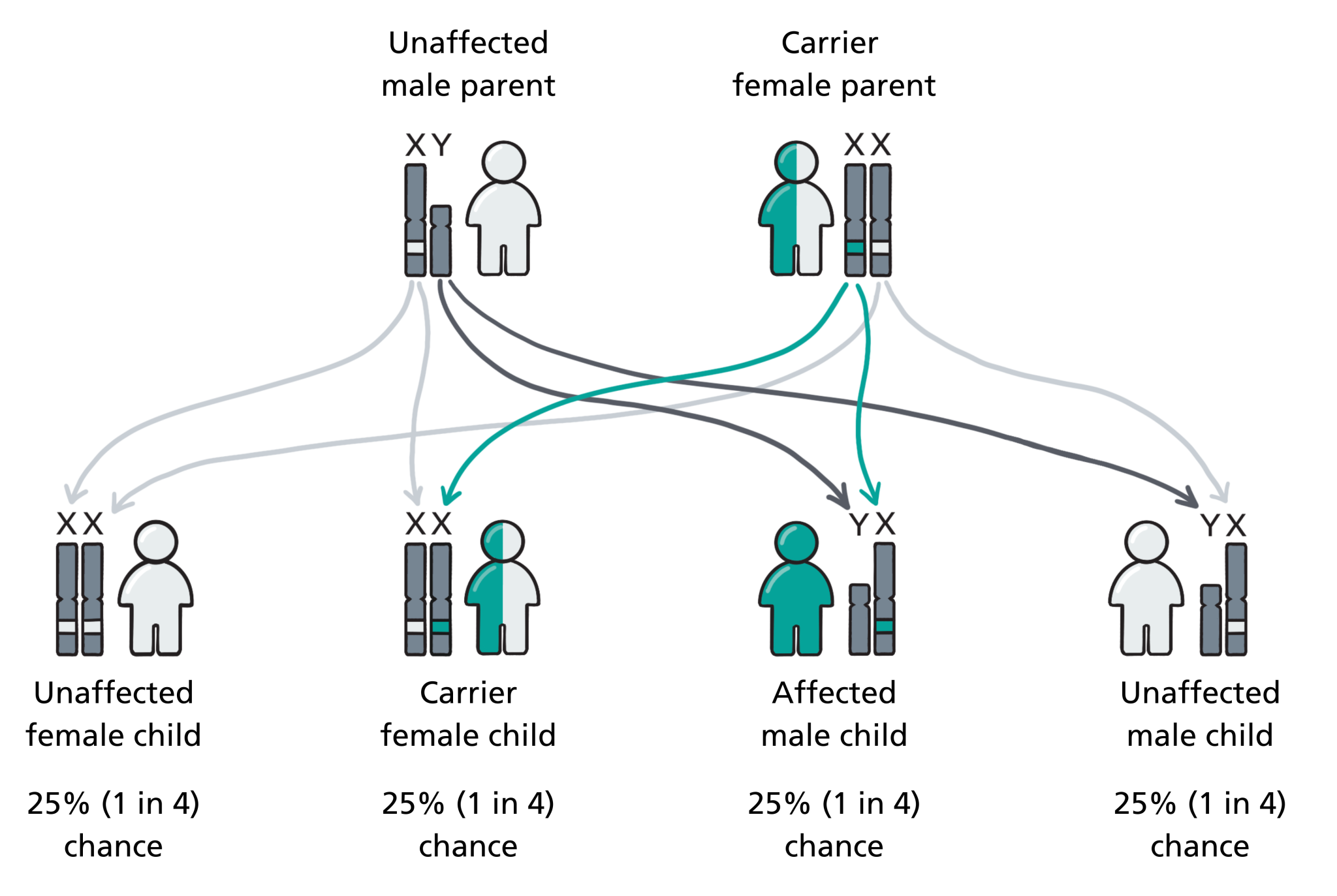 Visual Communication Aid X Linked Recessive Inheritance — Knowledge Hub