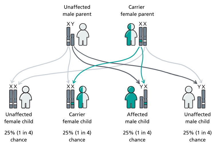Visual communication aid: X-linked recessive inheritance — Knowledge Hub