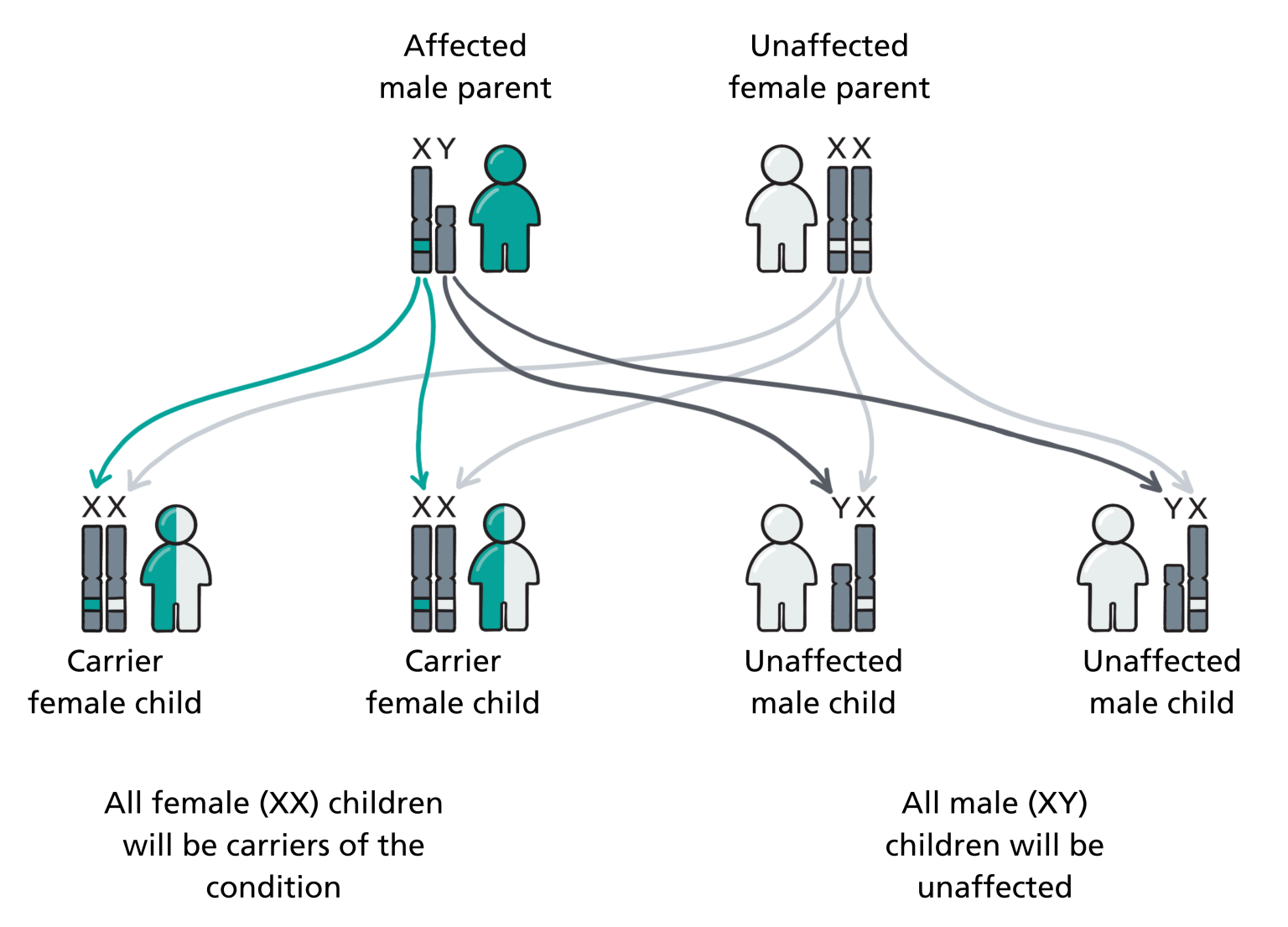 Visual Communication Aid X Linked Recessive Inheritance — Knowledge Hub