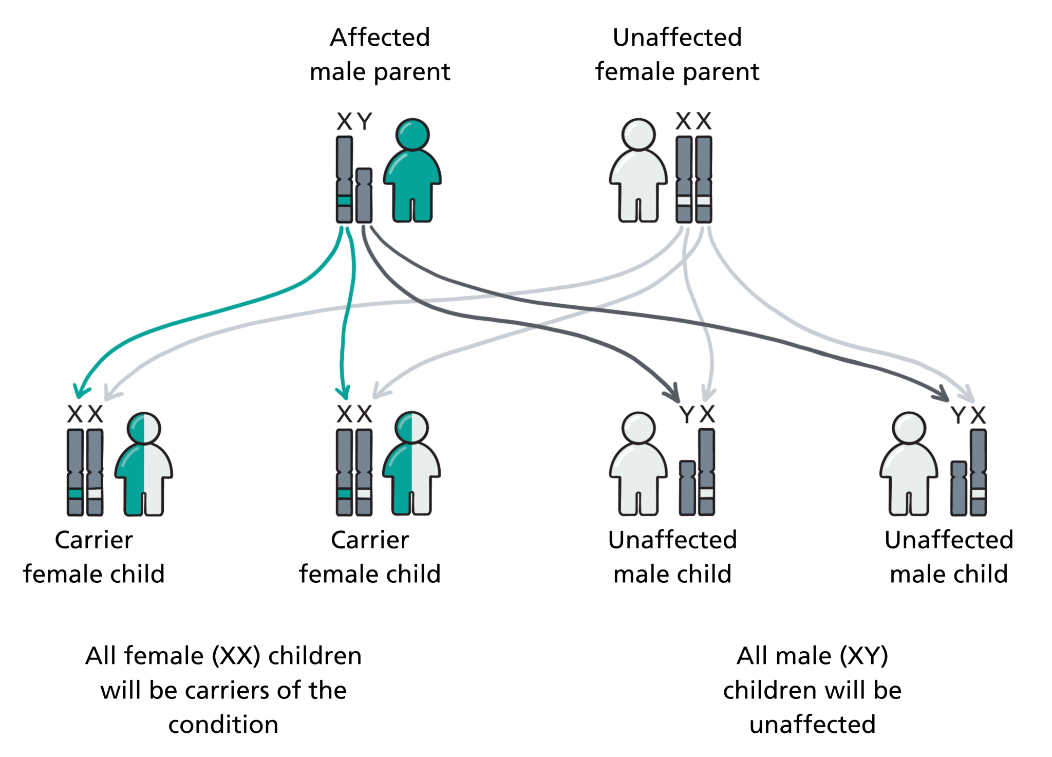 Visual communication aid: X-linked recessive inheritance — Knowledge Hub