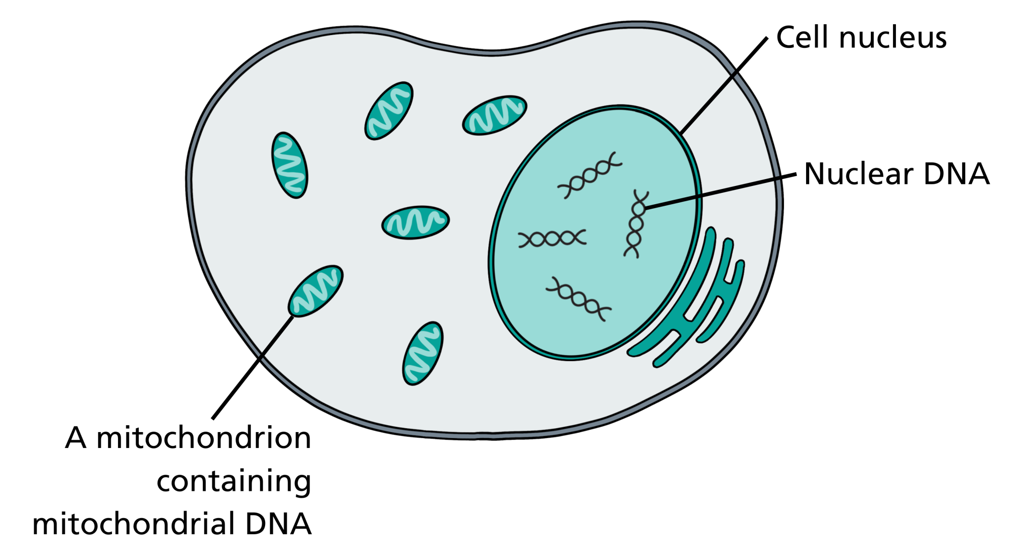 Visual Communication Aid Mitochondrial Inheritance — Knowledge Hub