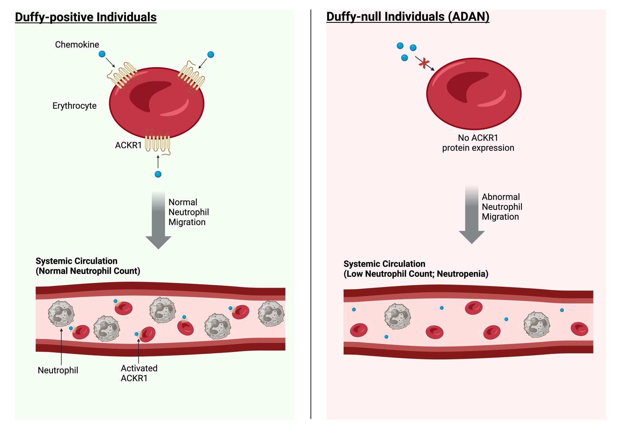ACKR1/DARC-associated neutropenia — Knowledge Hub
