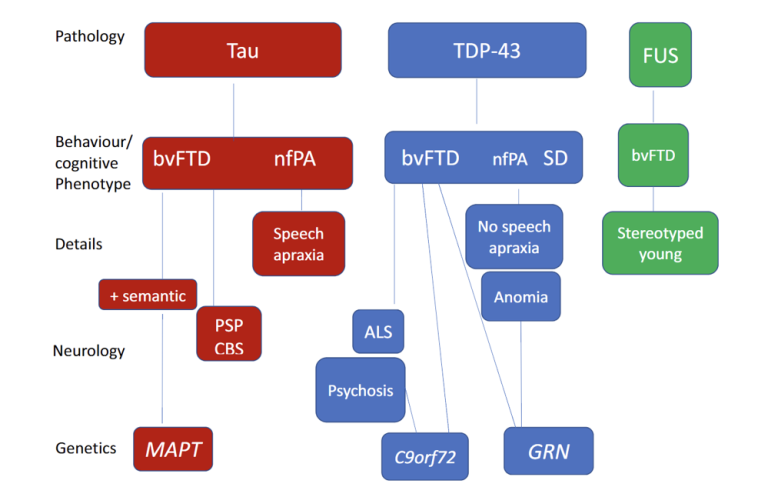 Frontotemporal dementia — Knowledge Hub