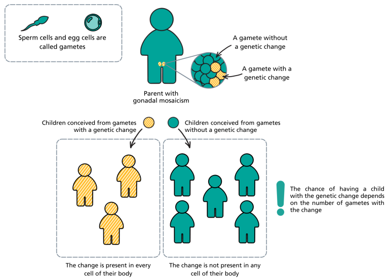 Visual communication aid: Mosaicism — Knowledge Hub